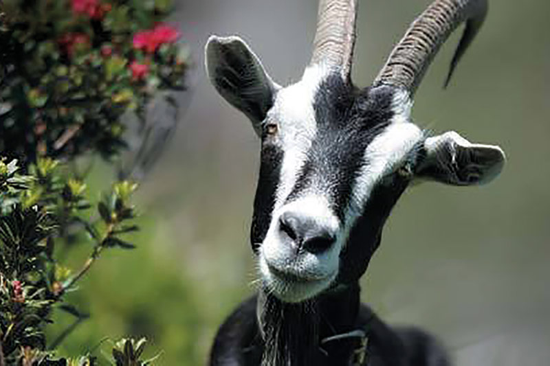 Ziege - Grüninger Mühlen